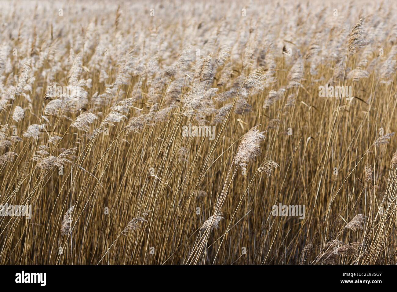 The texture of the meadow, The texture of the meadow Stock Photo - Alamy