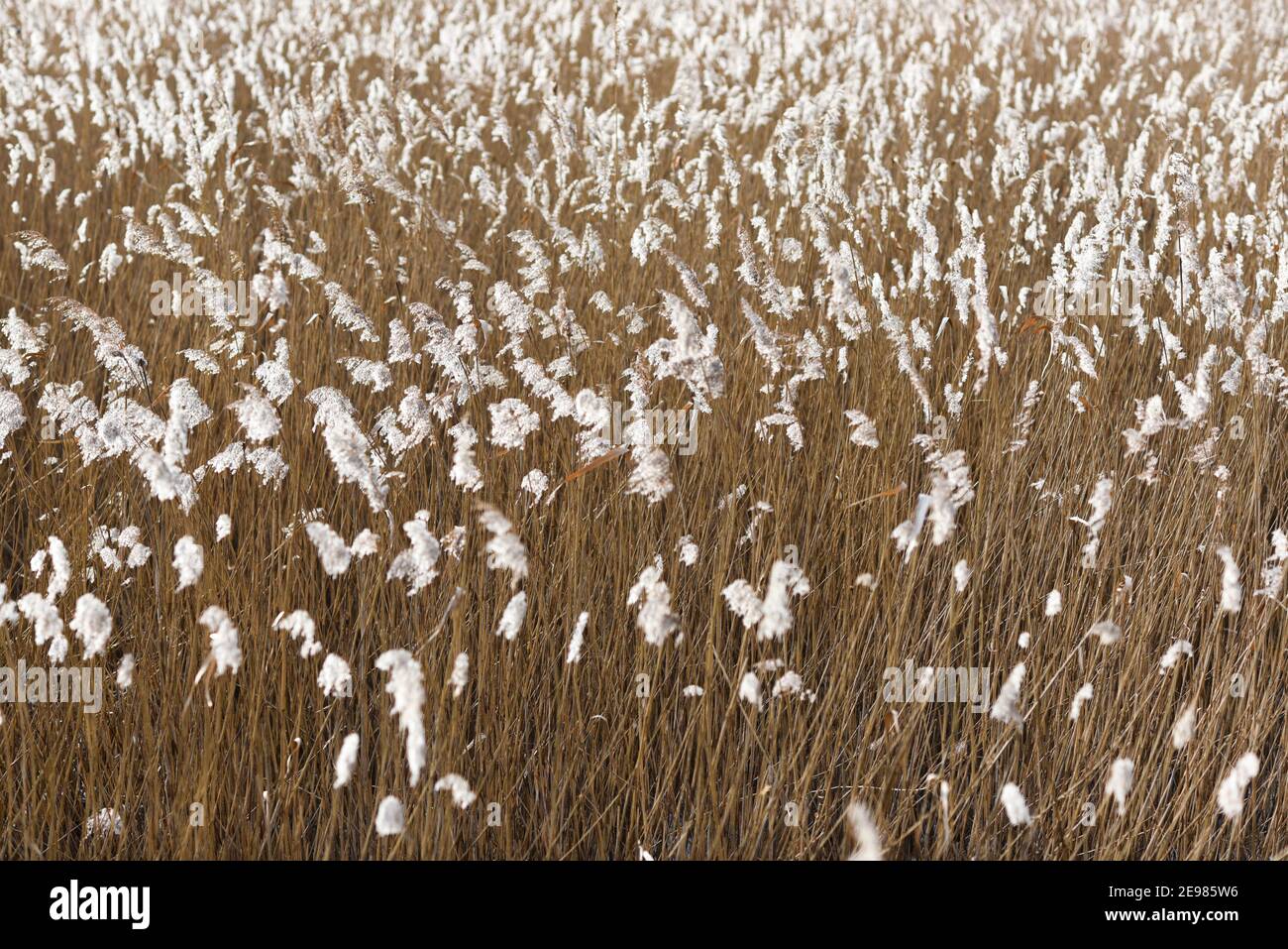 The texture of the meadow, The texture of the meadow Stock Photo - Alamy