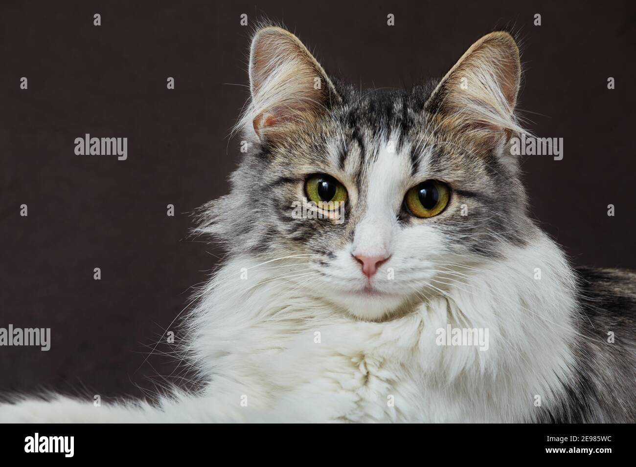 Serious Kitten High Resolution Stock Photography and Images - Alamy
