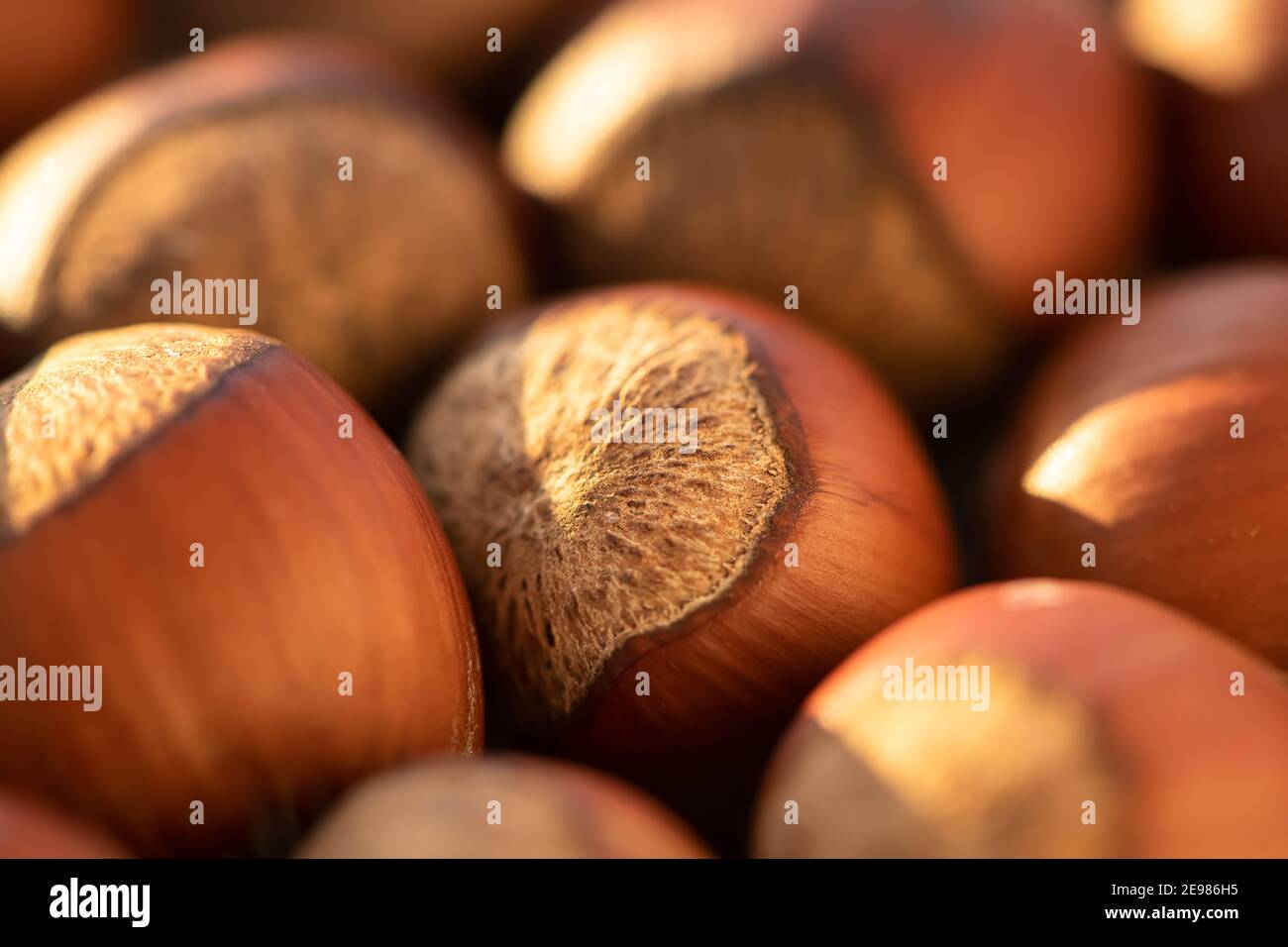Close up of Hazelnut kernels - Food Frame Background, macro detailed ...