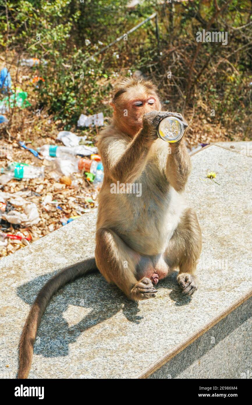 Monkey drinking cool drinks from plastic bottle Stock Photo - Alamy