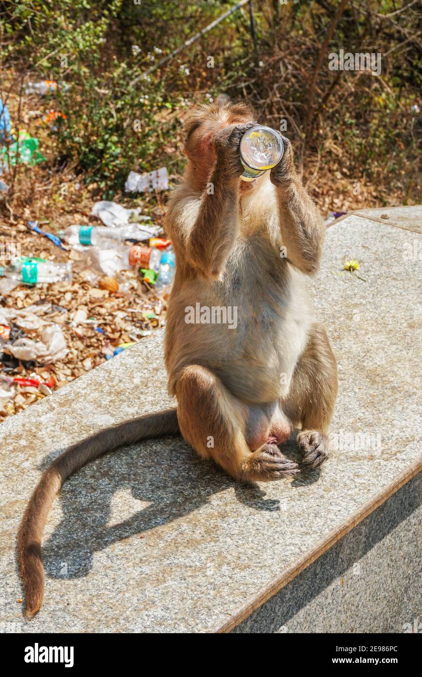 Monkey drinking cool drinks from plastic bottle Stock Photo - Alamy