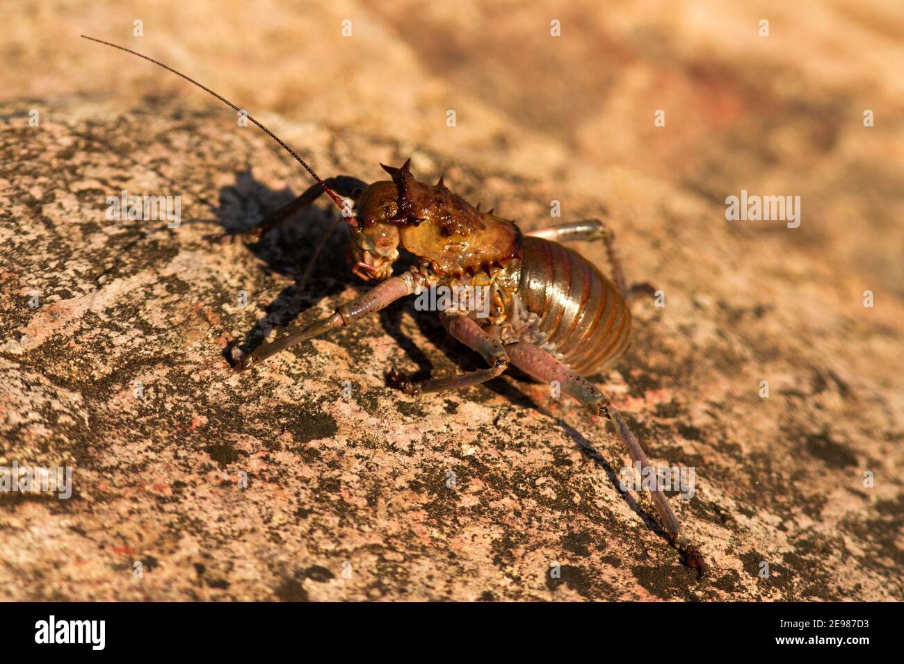 Though the Armoured Ground Cricket looks intimidating they are ...