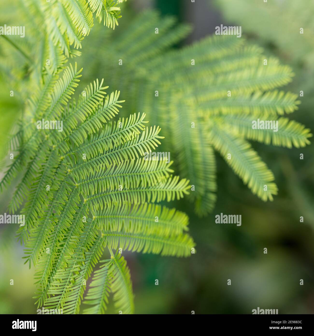 Tree branches Sequoia sempervirens close up Stock Photo - Alamy