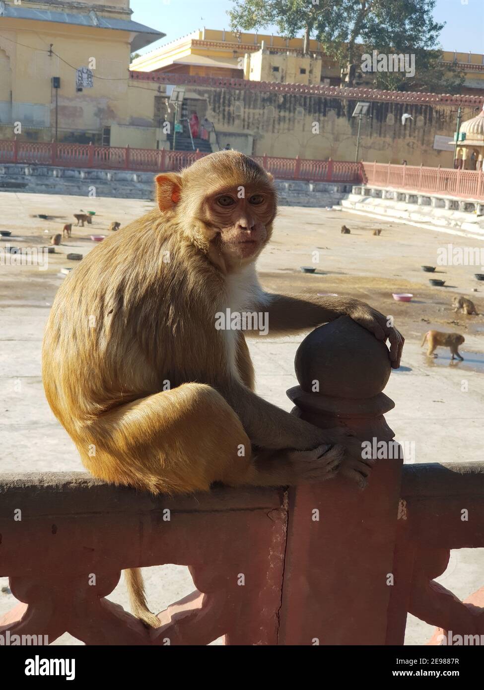 Child and monkey hi-res stock photography and images - Alamy