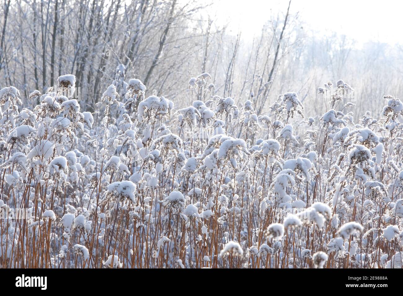 dry winter grass with snow on meadow and forest background Stock Photo ...