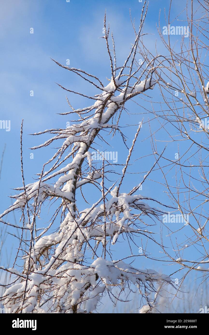 Tree field snow single winter scene landscape oak white hi-res stock ...