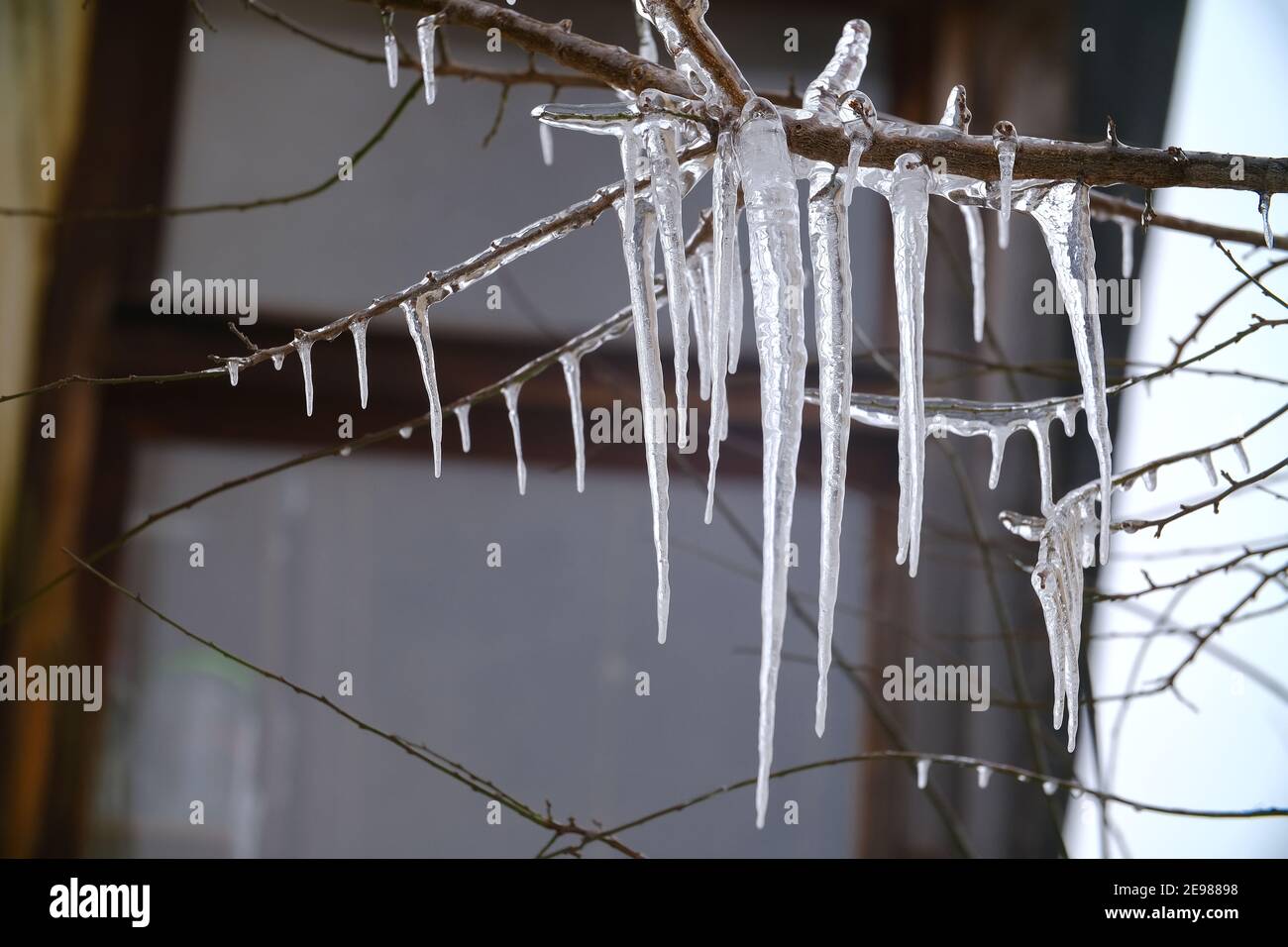 Closeup view icy branches hi-res stock photography and images - Alamy