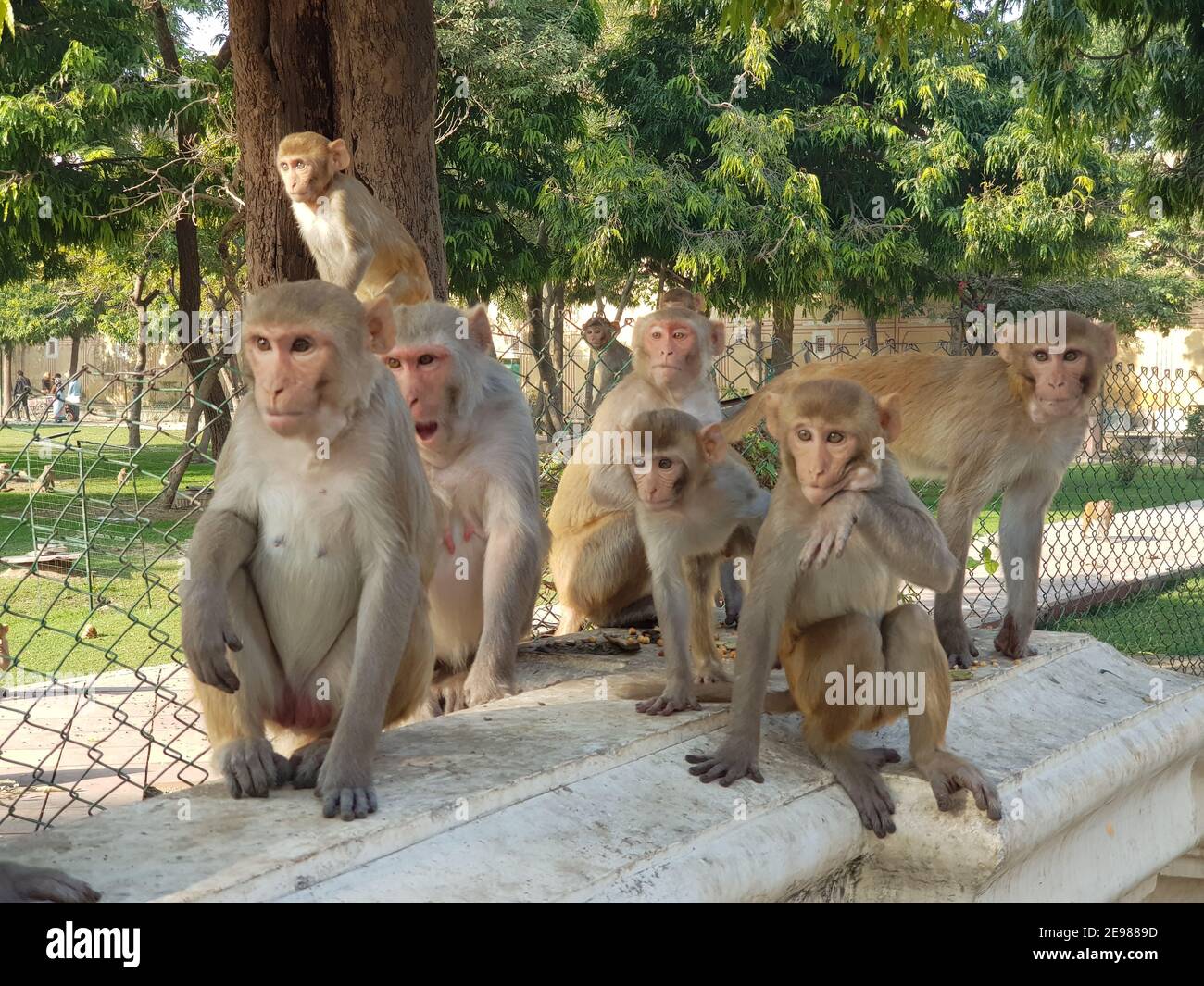 Monkey mother baby jungle tree hi-res stock photography and images - Alamy