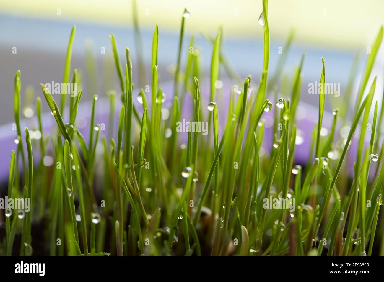 young sprouts of germinated wheat with dew close-up Stock Photo - Alamy
