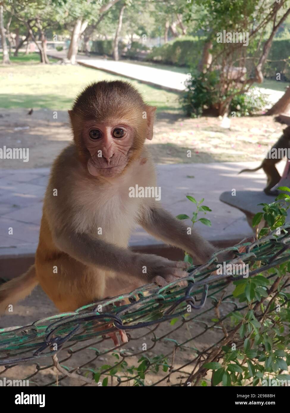 child Monkey in garden Stock Photo - Alamy