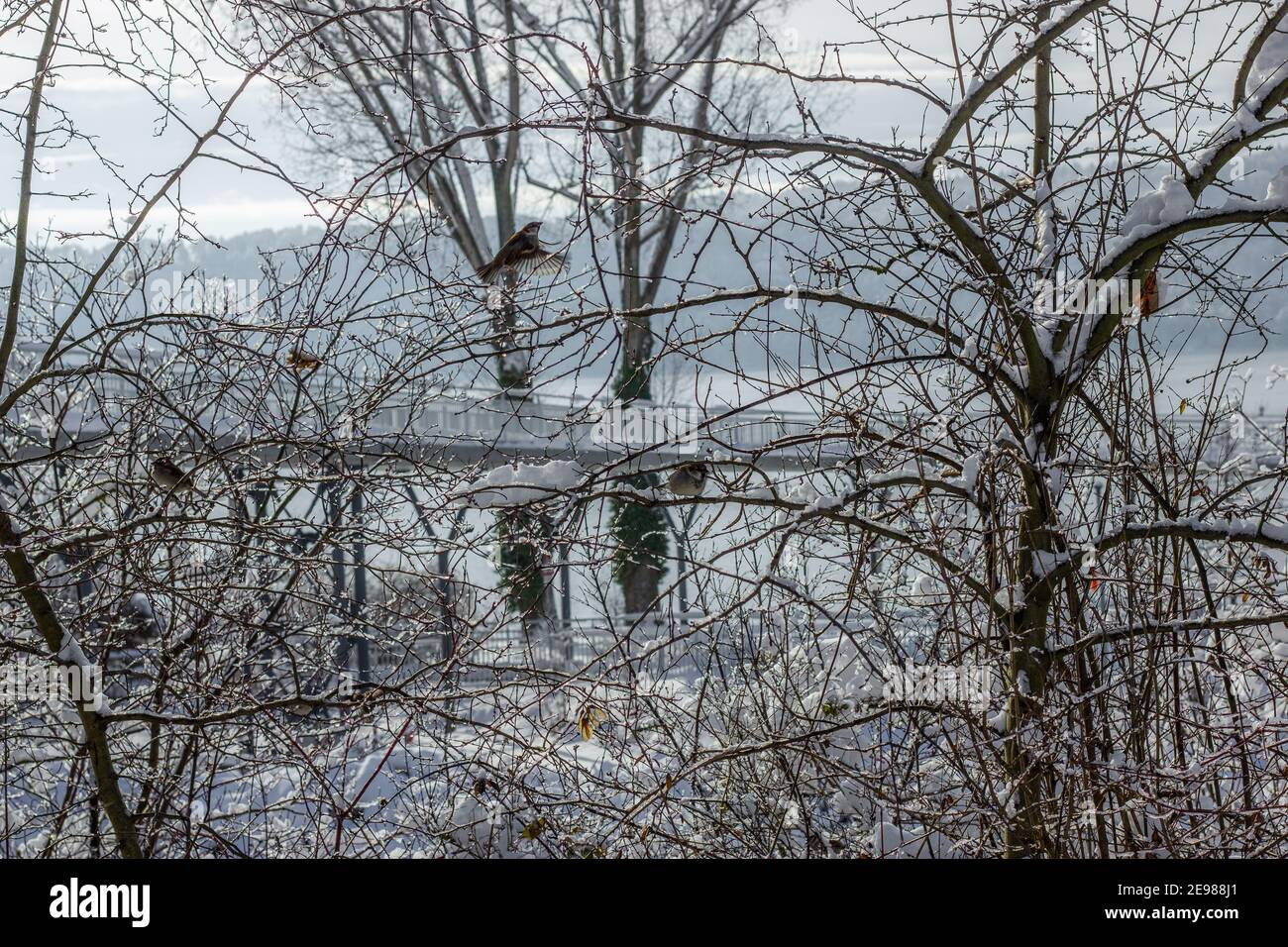 A sparrow flying between the trees in winter Stock Photo - Alamy