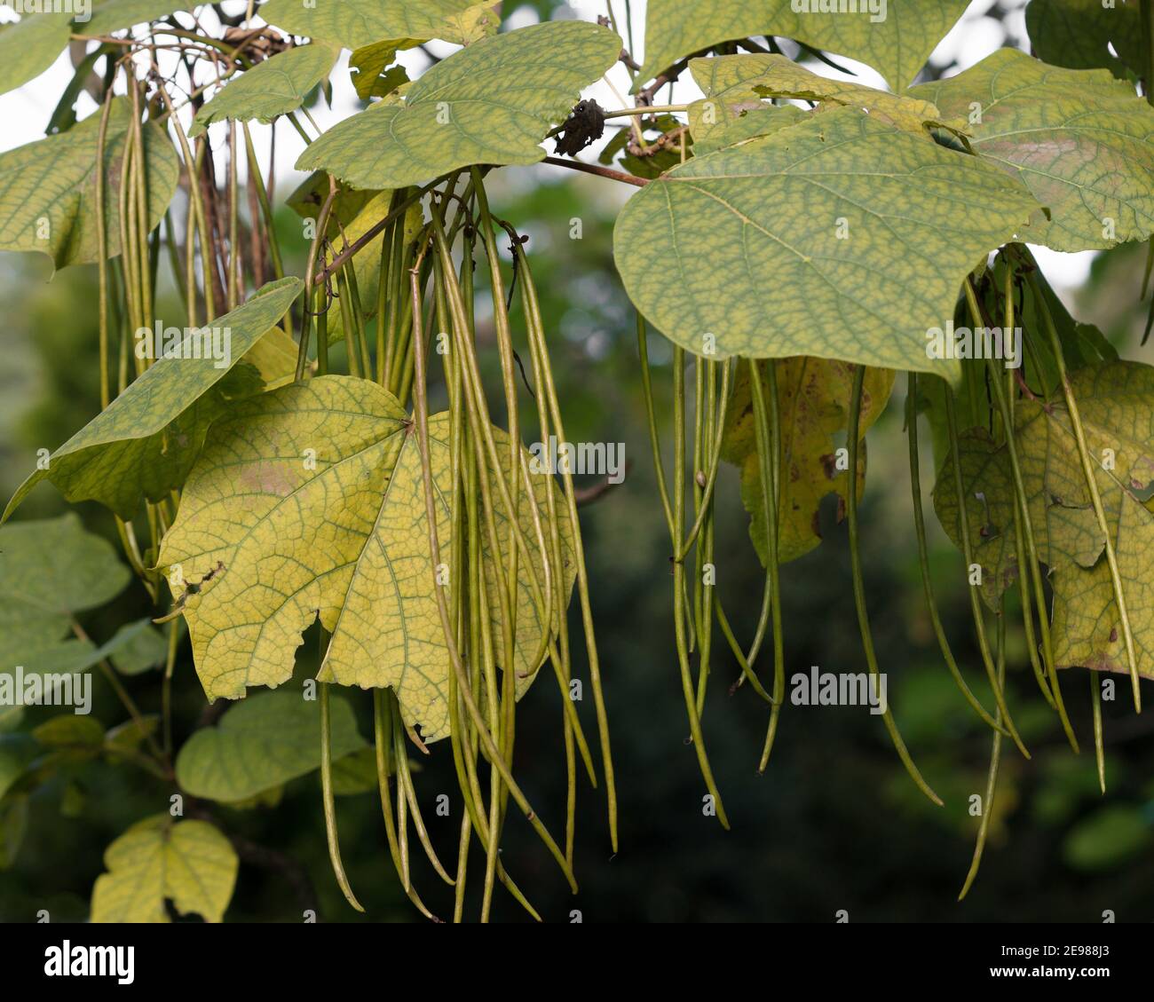 Catalpa bignonioides tree pods in summer Stock Photo - Alamy