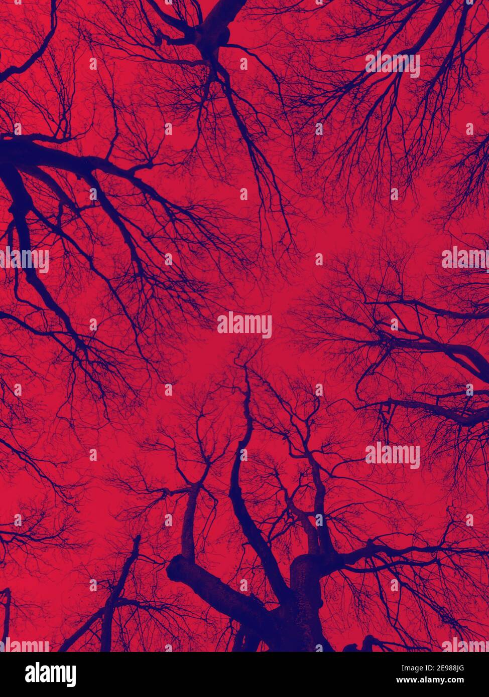 tall trees bottom view duotone in vibrant bold gradient holographic ...