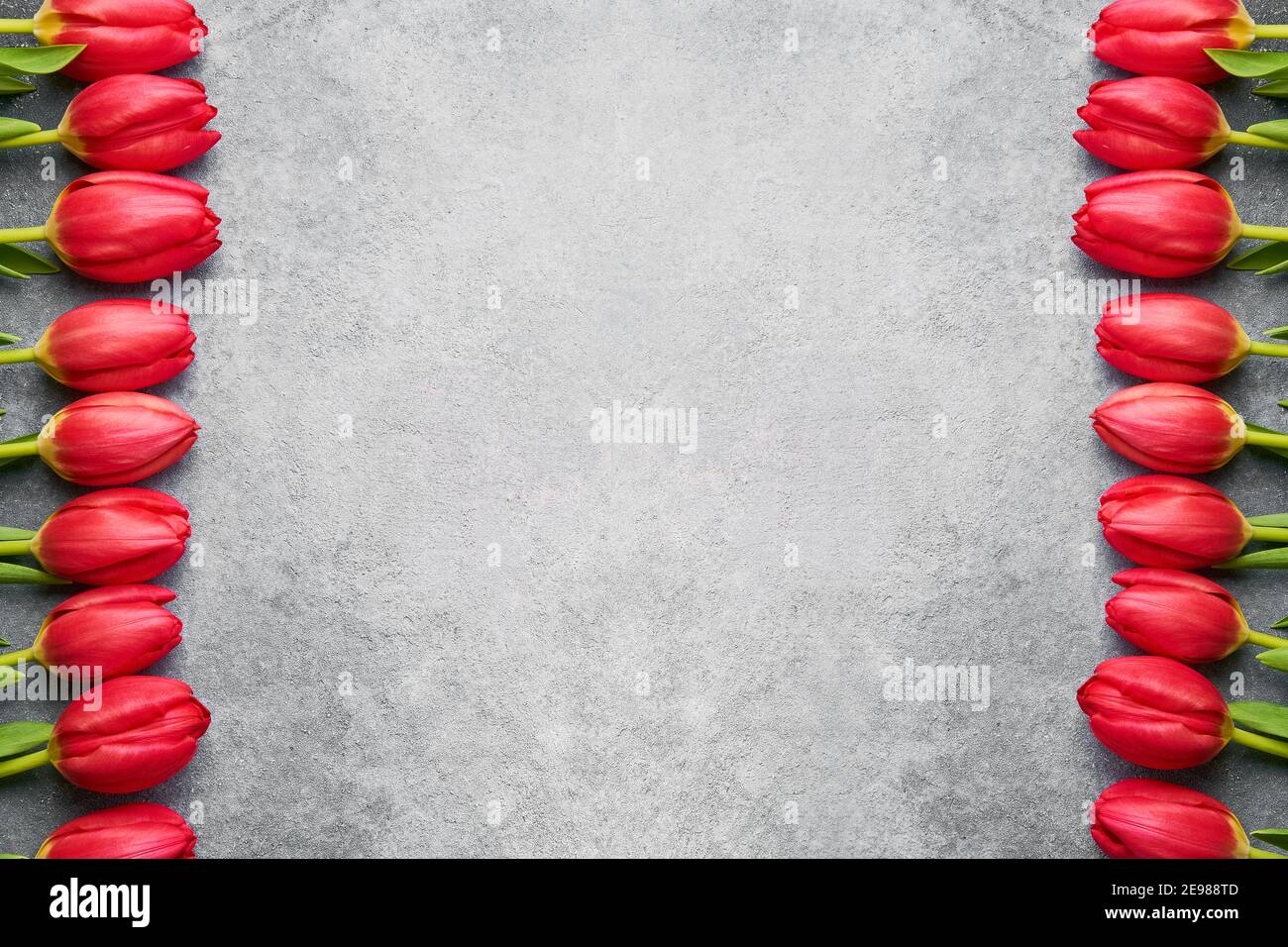 Border of bright red tulips on a grey concrete background. Greeting ...