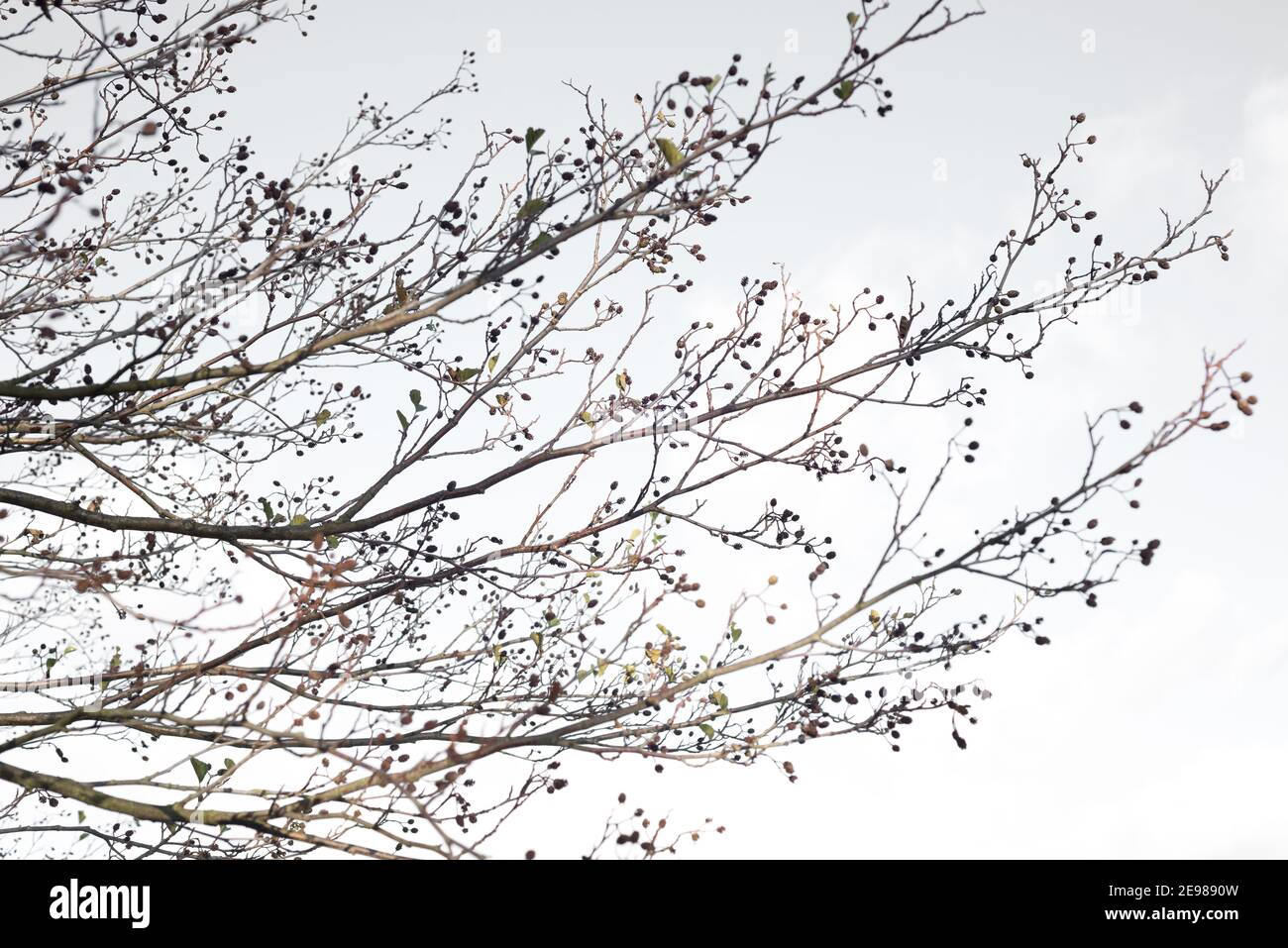 Tree branches against the sky Stock Photo - Alamy