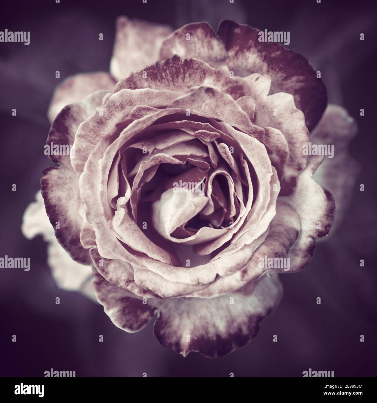 Stylized dark rose close-up Stock Photo - Alamy