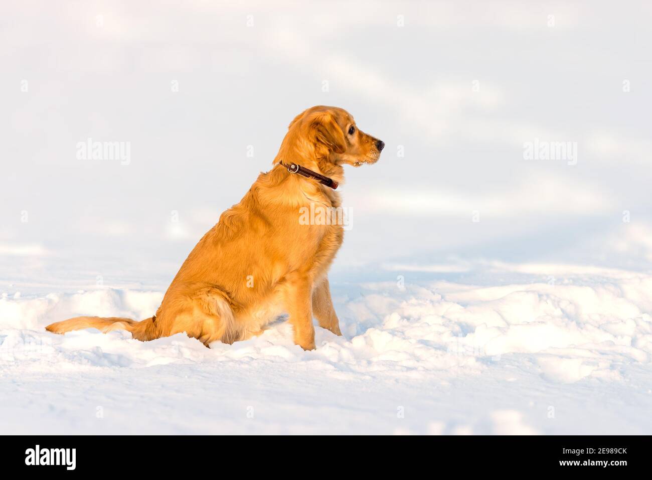 Lovely golden retriever playful stand sitting in the snow at evening in ...
