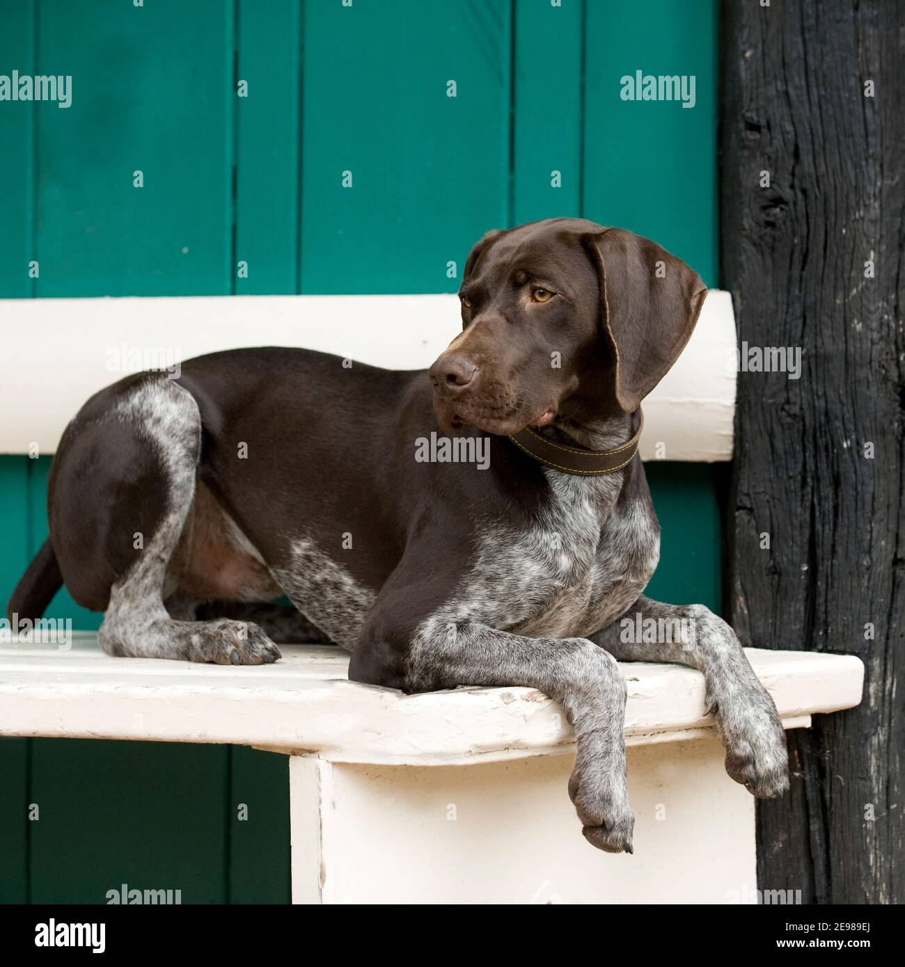 german shorthaired pointer dog Stock Photo - Alamy