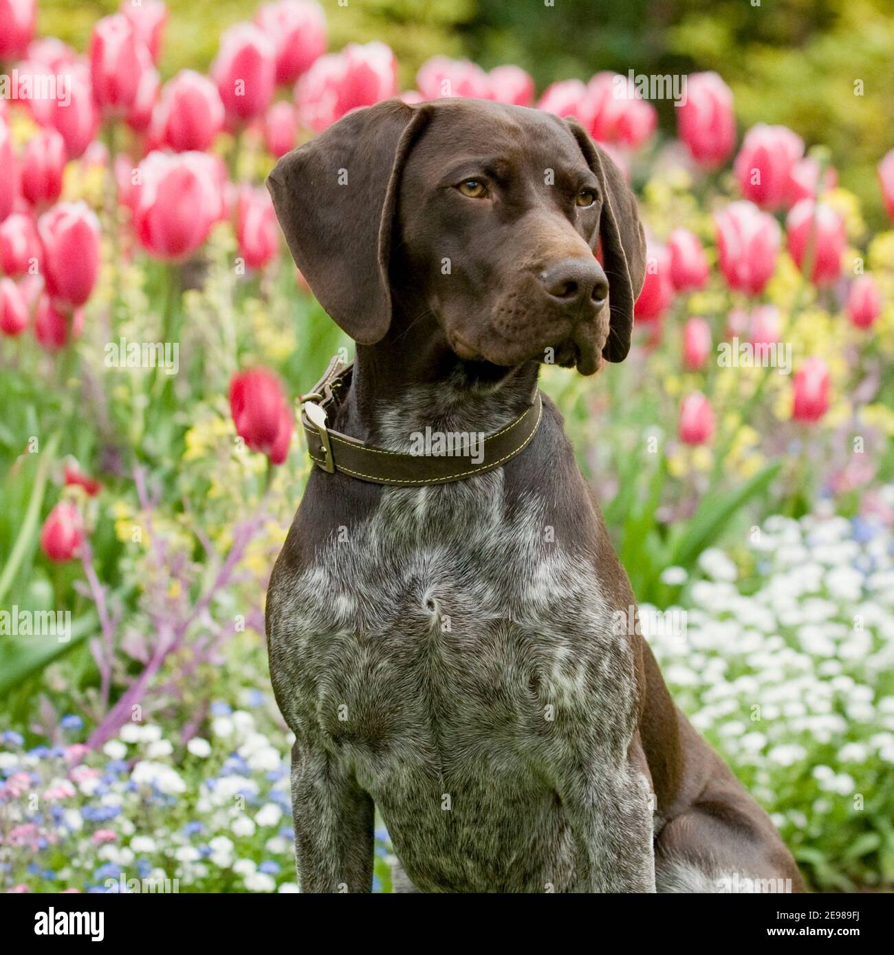 Liver roan hi-res stock photography and images - Alamy