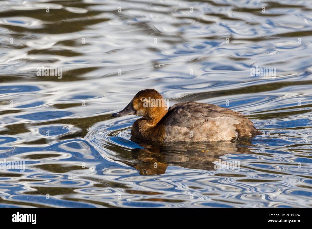 close-up female pochard duck (aythya ferina) swimming in blue water ...