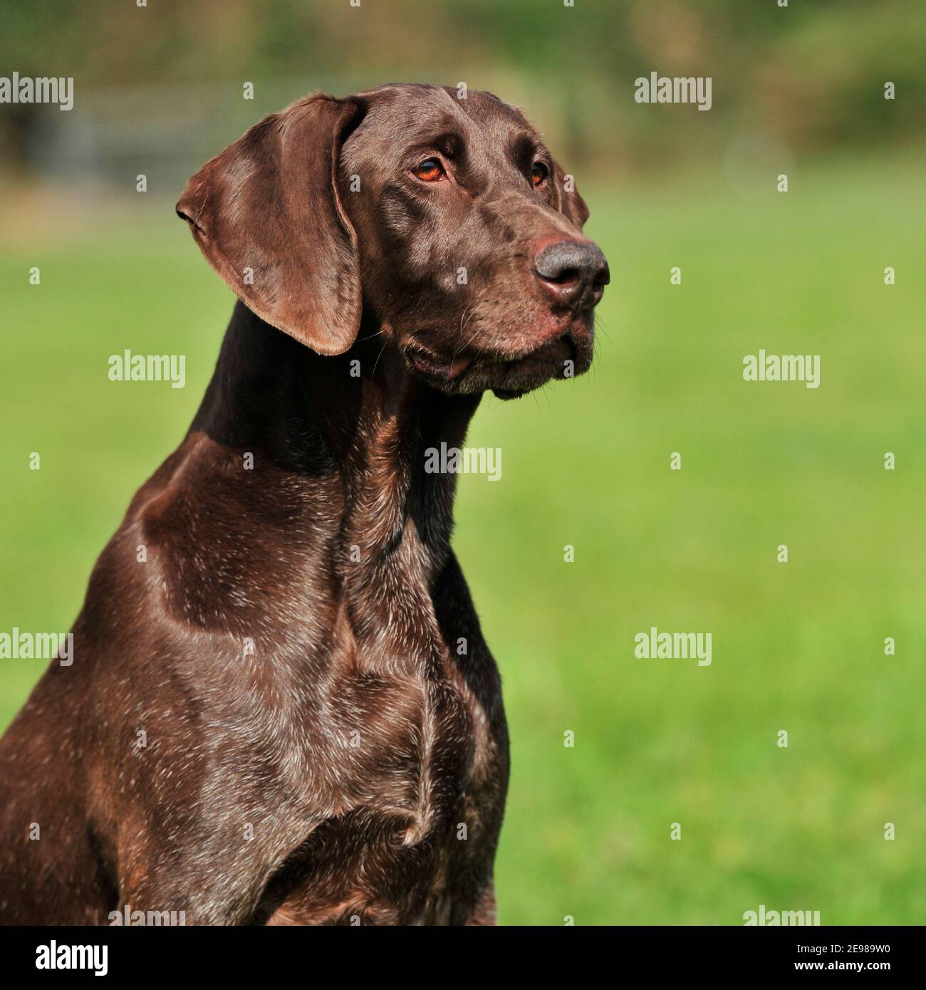 Male german shorthaired pointer hi-res stock photography and images - Alamy