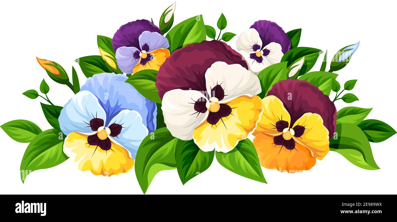 Vector colorful pansy flowers isolated on a white background Stock ...
