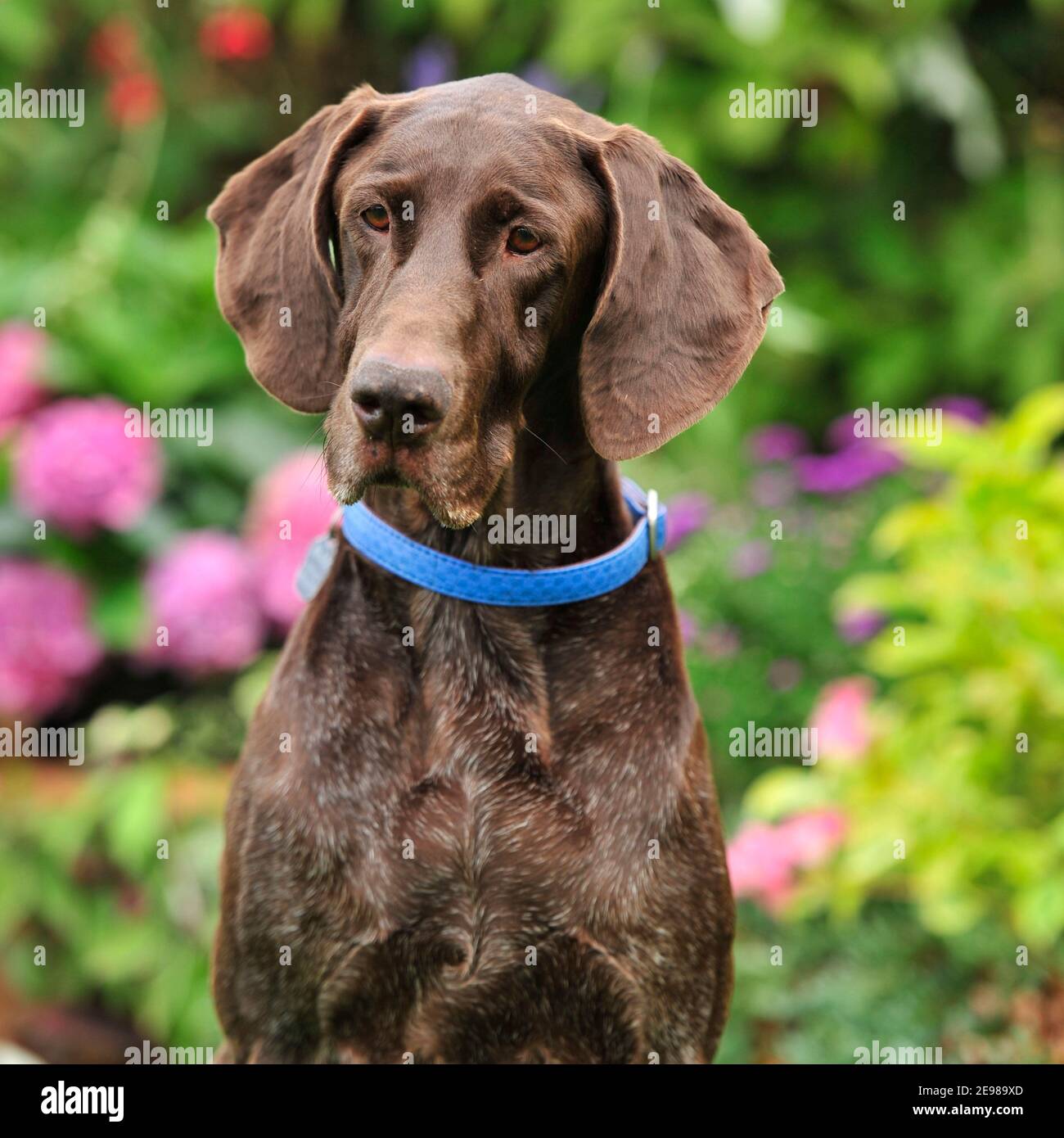 German shorthaired pointer side profile hi-res stock photography and ...