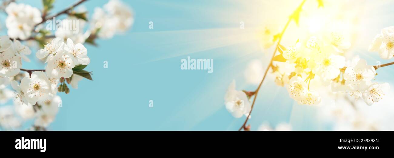 Banner 3:1. White cherry blossom sakura with sun rays in spring time ...