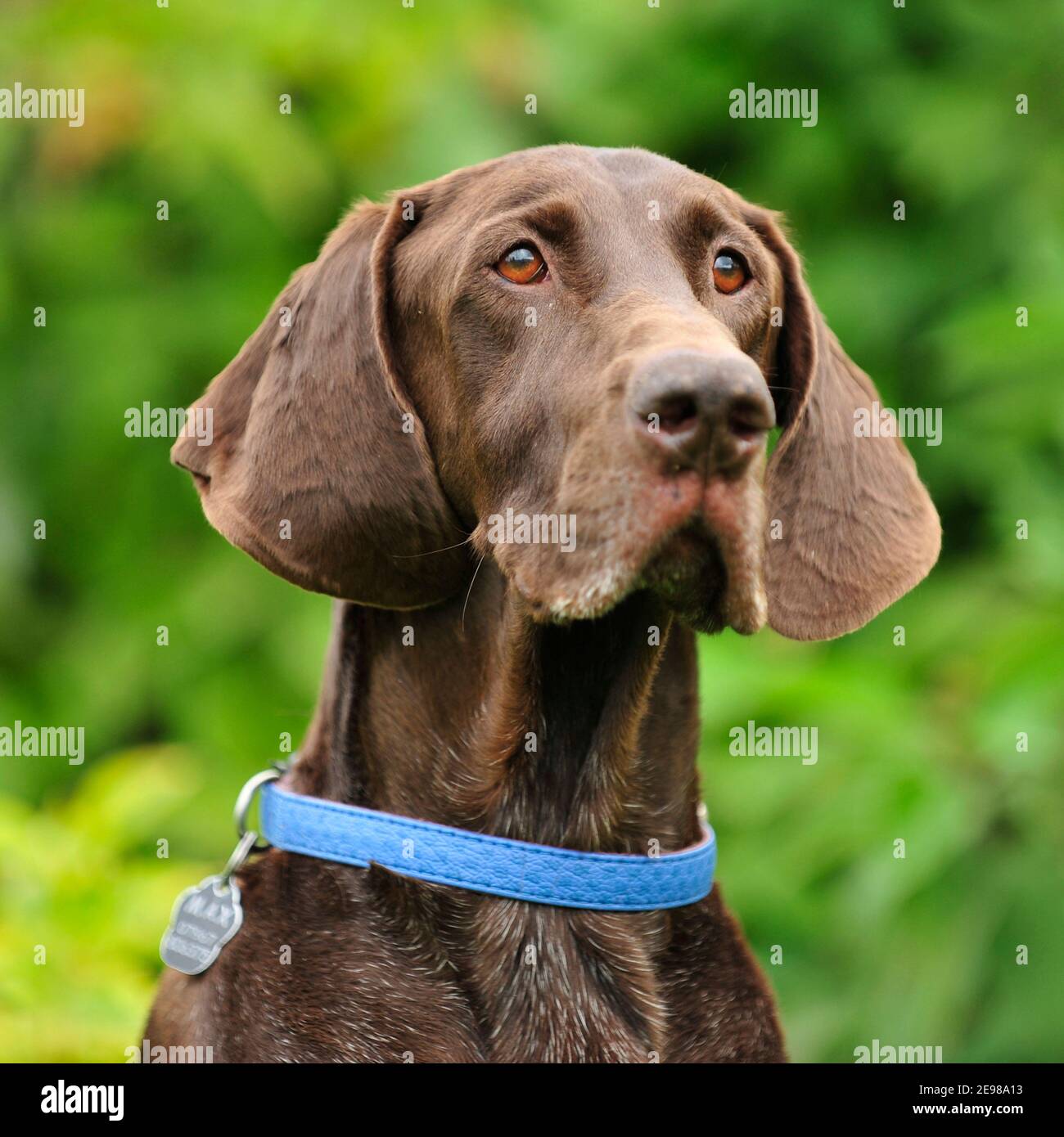 Female german shorthaired pointer hi-res stock photography and images ...