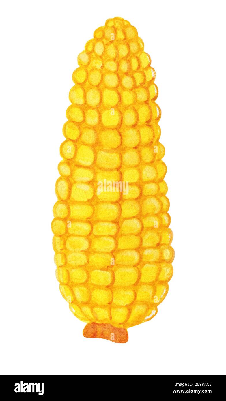 Gold maize cob with detailed kernels isolated Stock Photo - Alamy