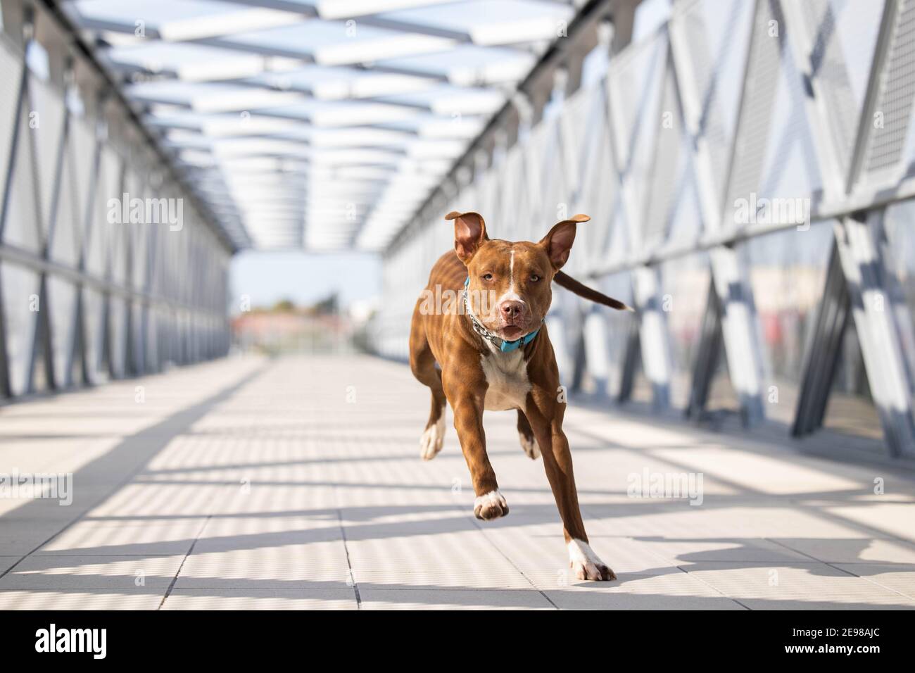 A dog ran over a bridge Stock Photo - Alamy