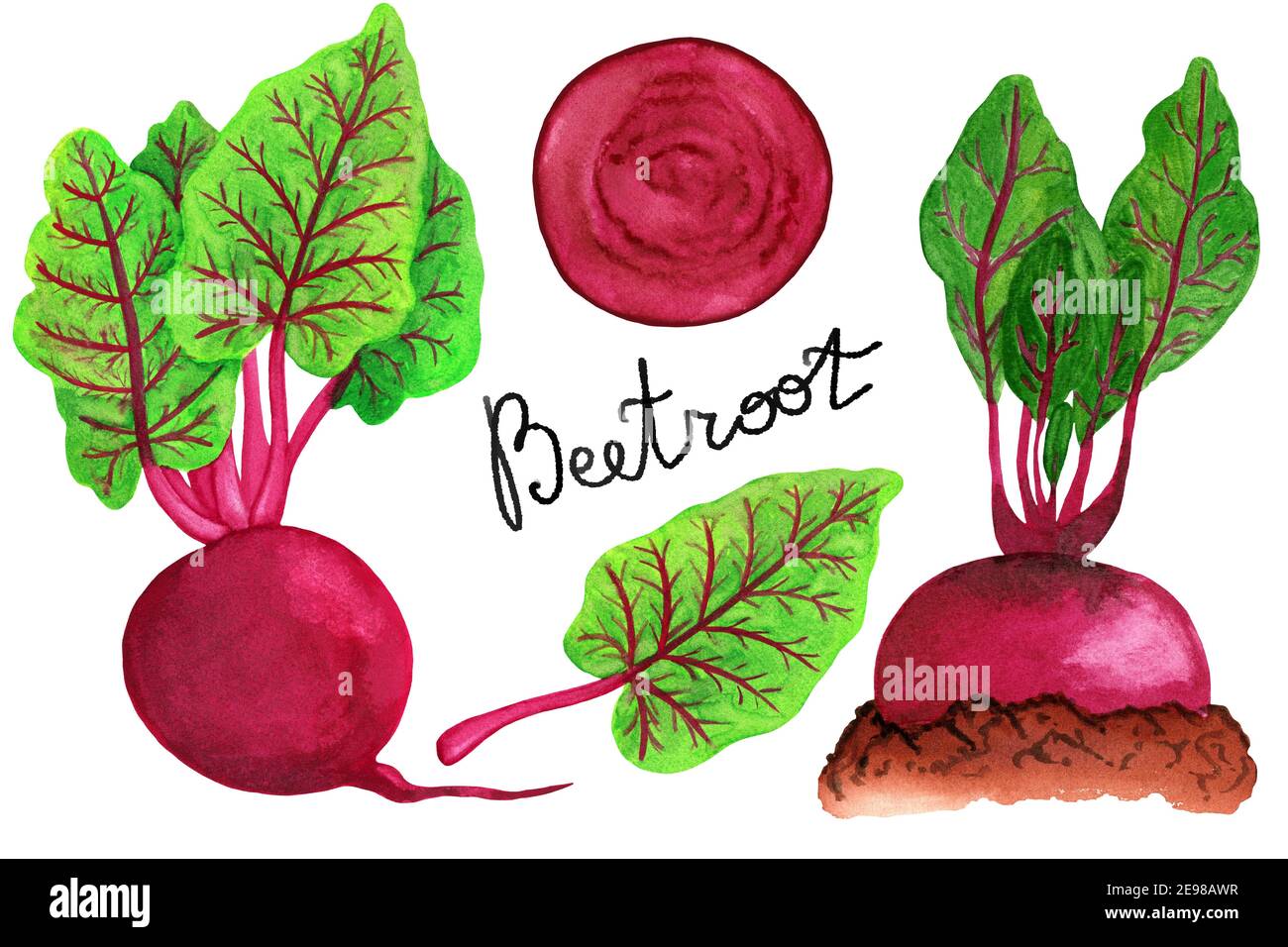 Watercolor beetroot set isolated, white background Stock Photo - Alamy