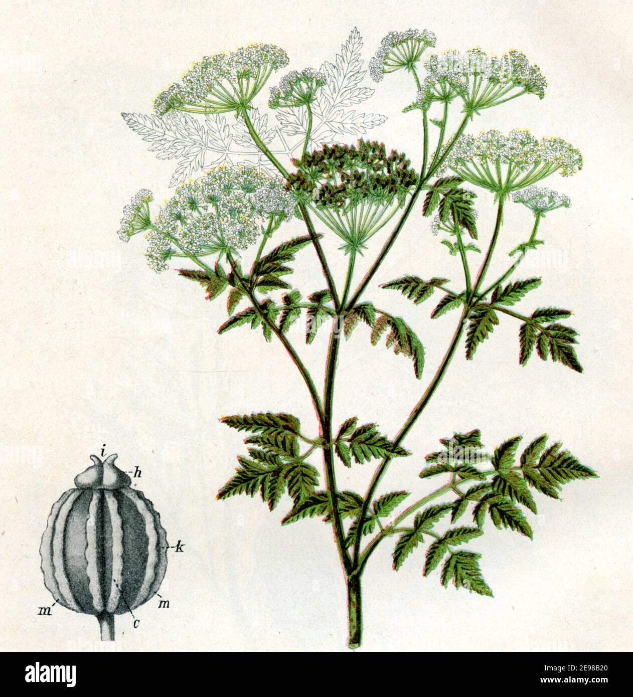 Plante ou fruit hi-res stock photography and images - Alamy