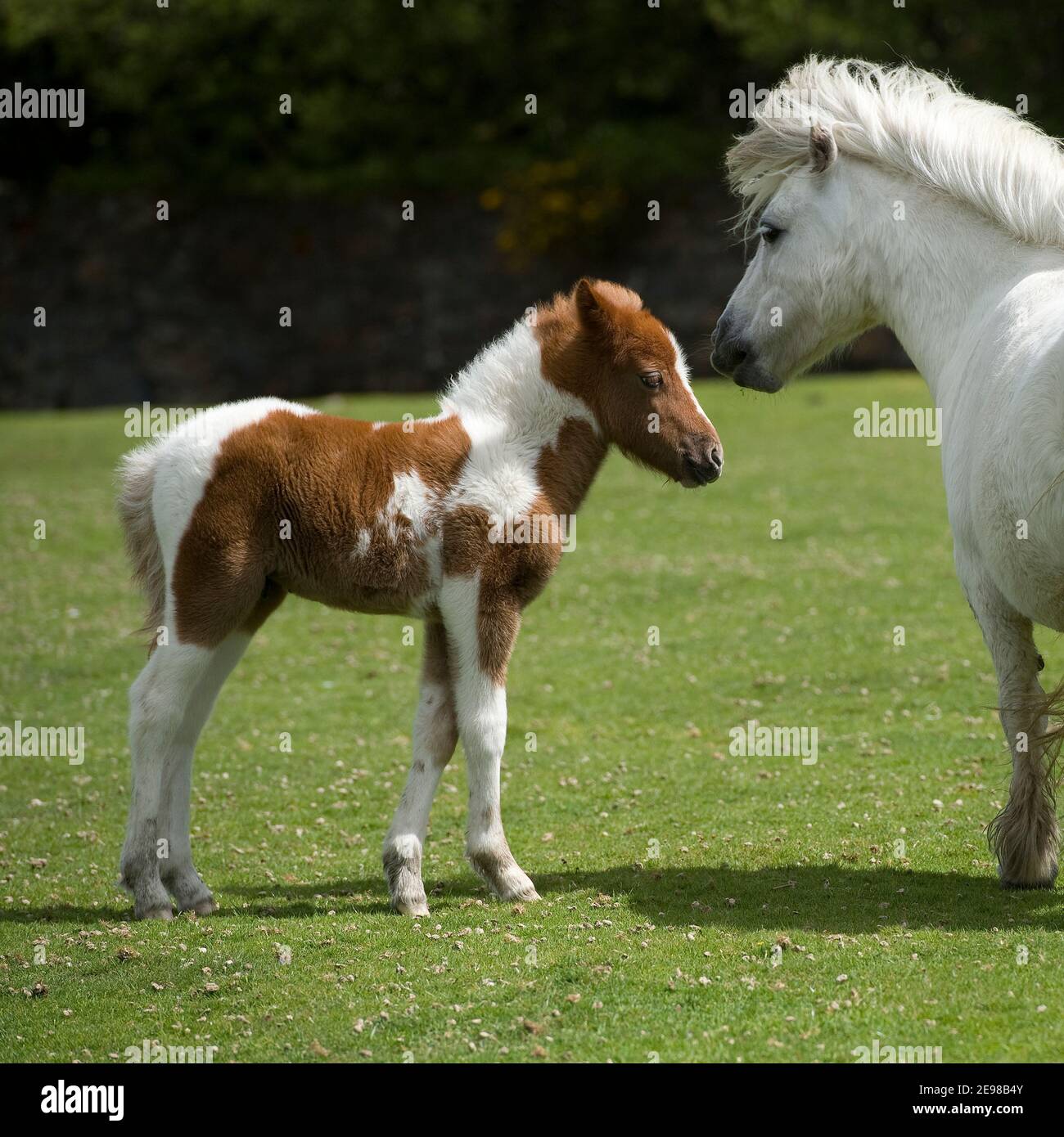 Horse Facing Front High Resolution Stock Photography and Images - Alamy