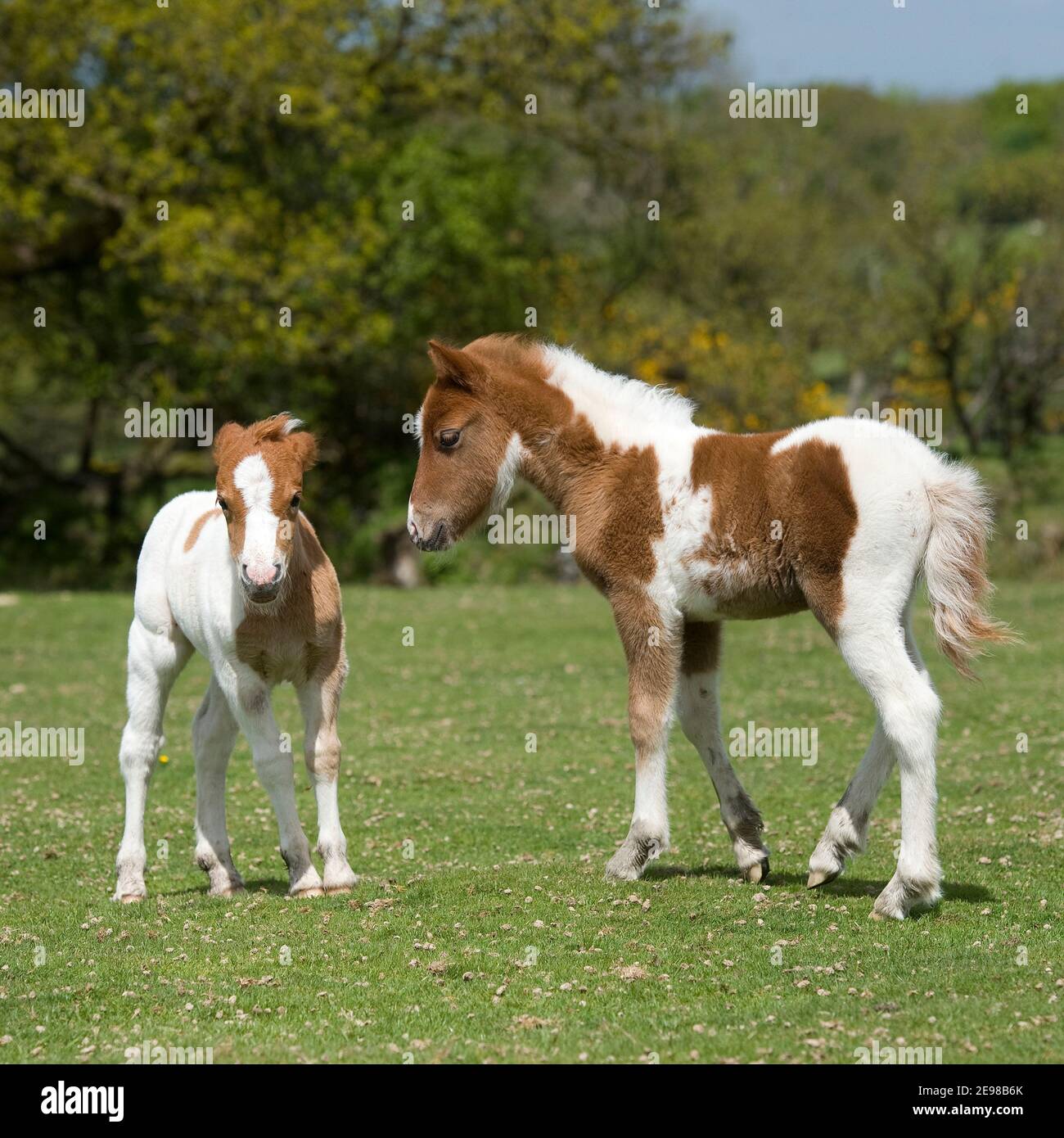 Coloured foals hi-res stock photography and images - Alamy
