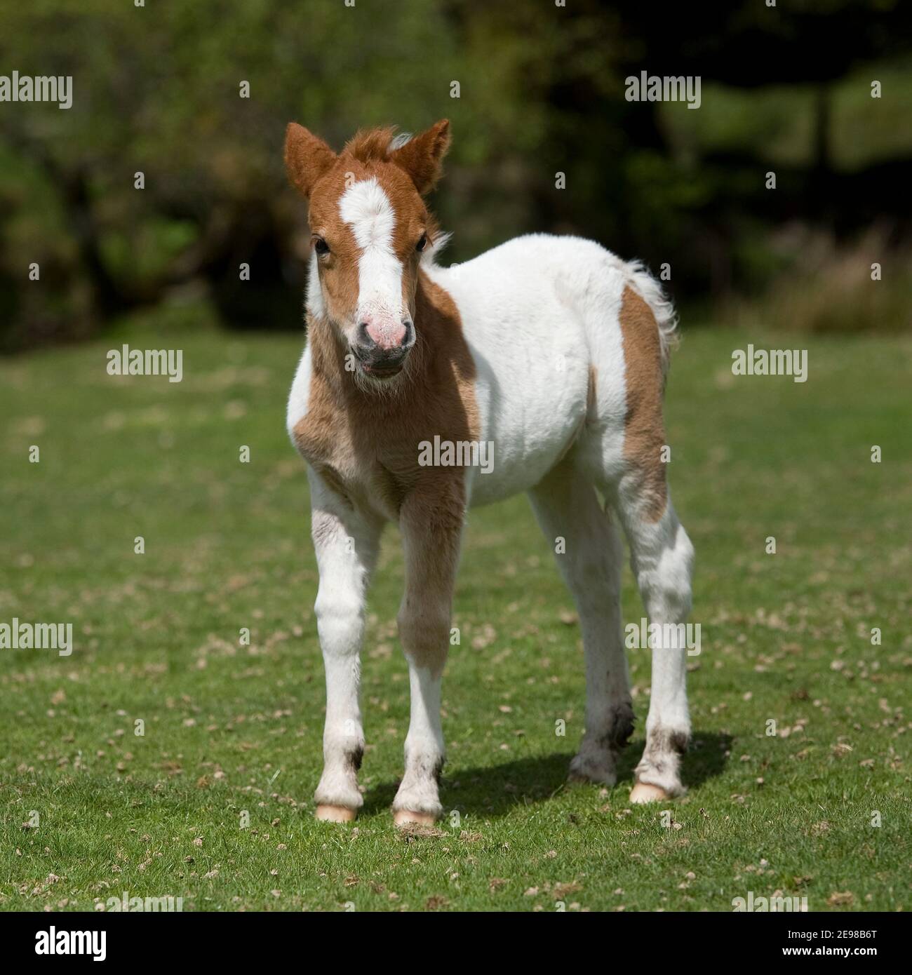 Piebald horse hedge hi-res stock photography and images - Alamy