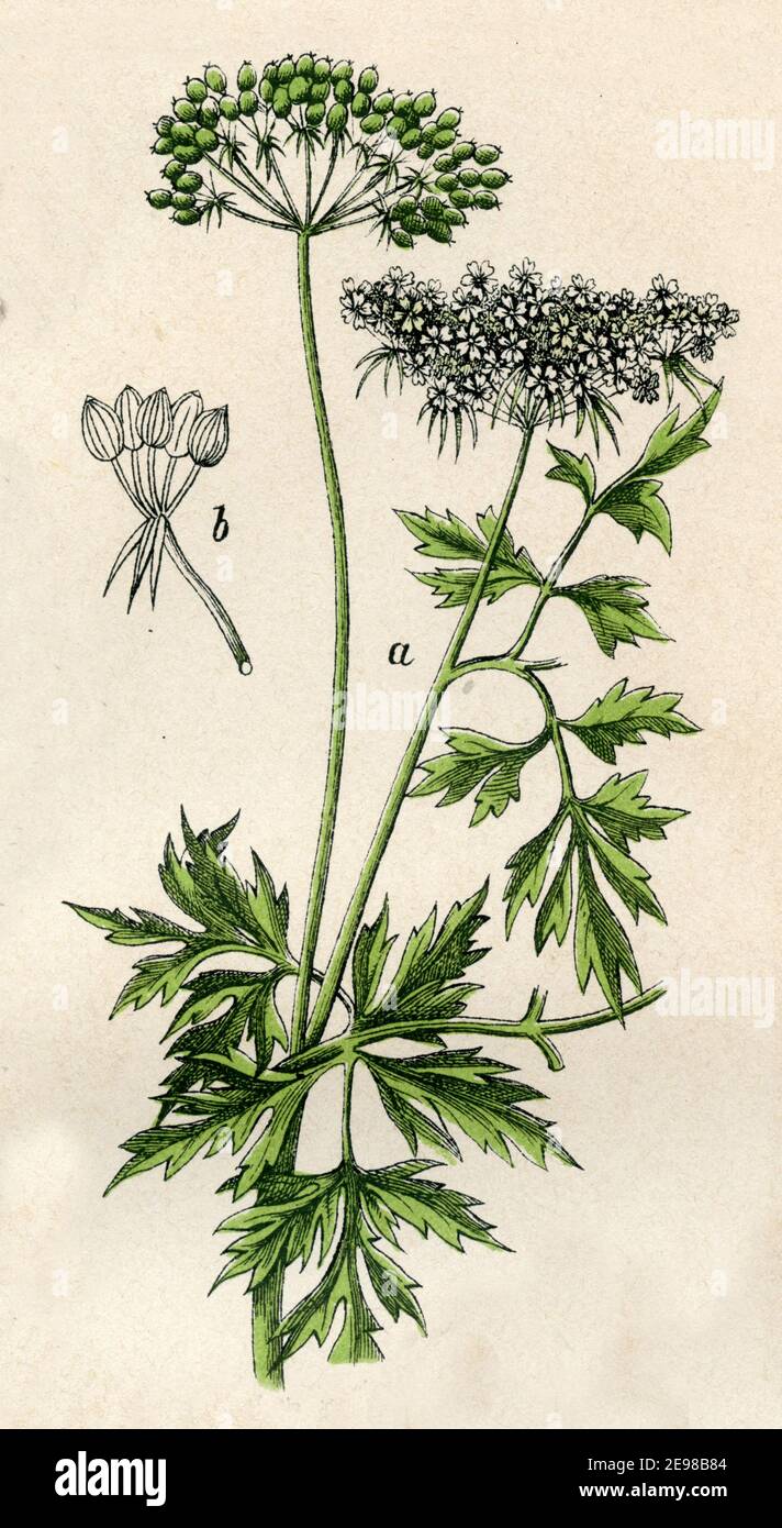 Drawing of fools parsley hi-res stock photography and images - Alamy