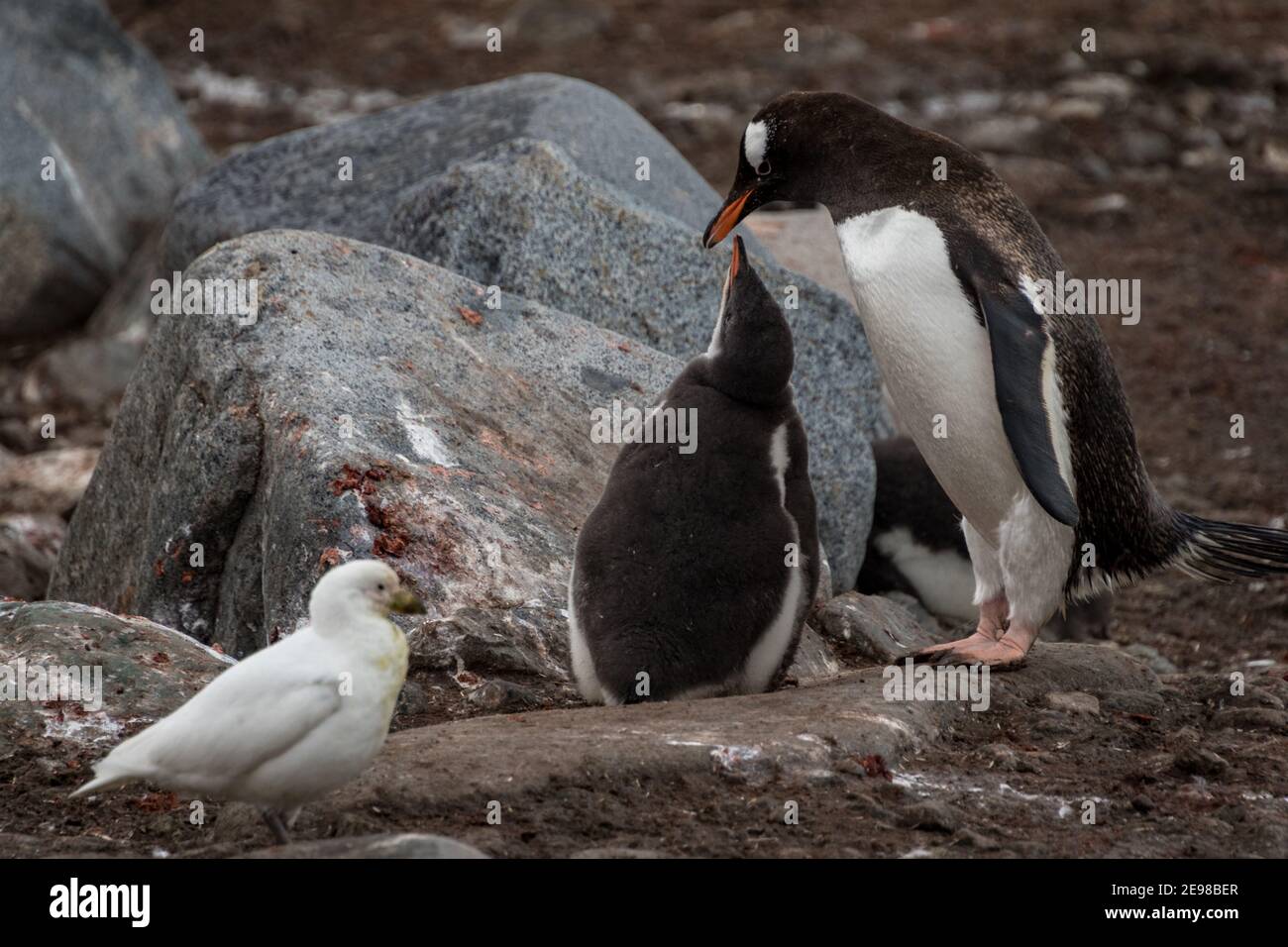Penguin mother feeding young hi-res stock photography and images - Alamy