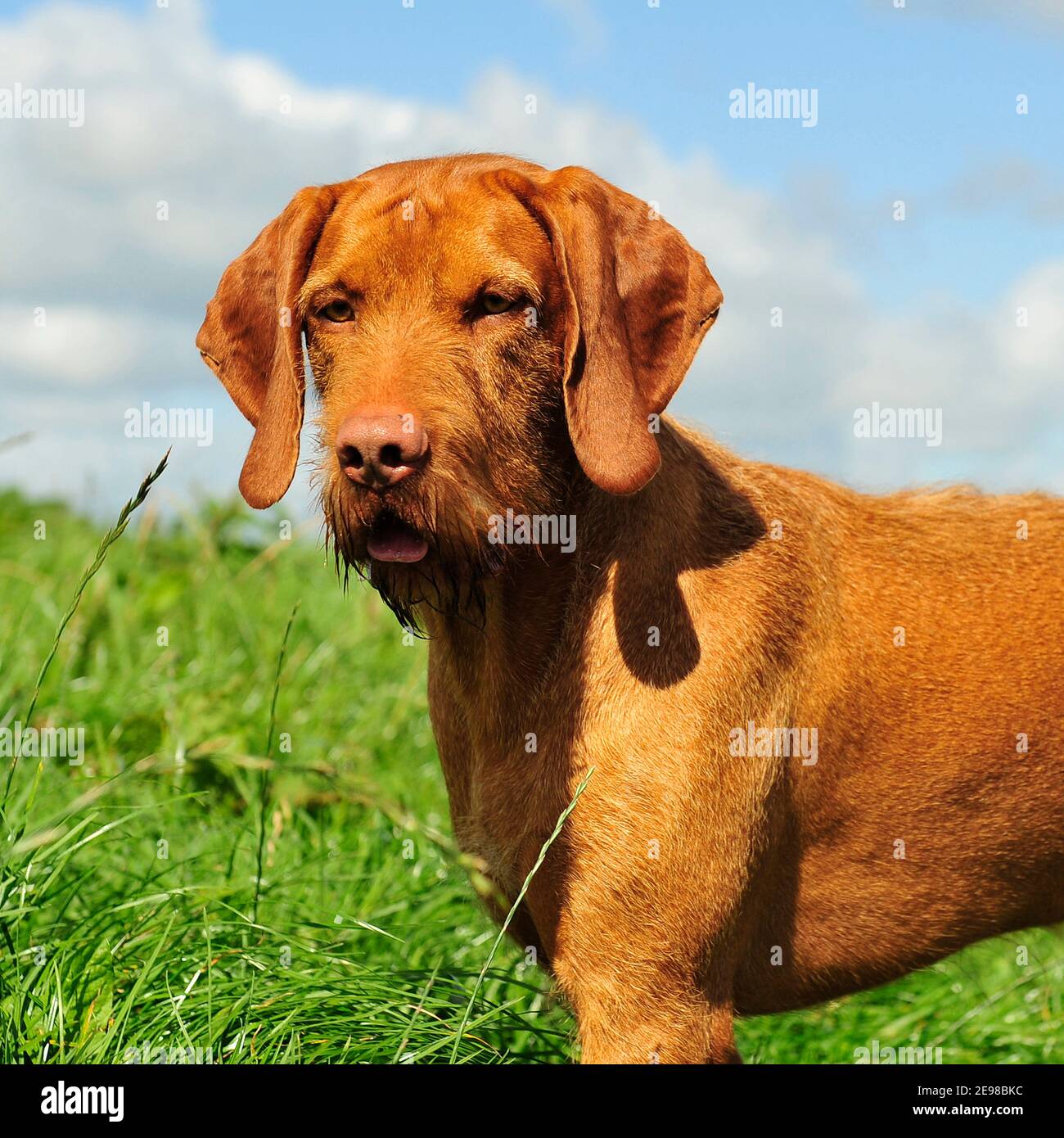 Hungarian vizsla looking up sky hi-res stock photography and images - Alamy