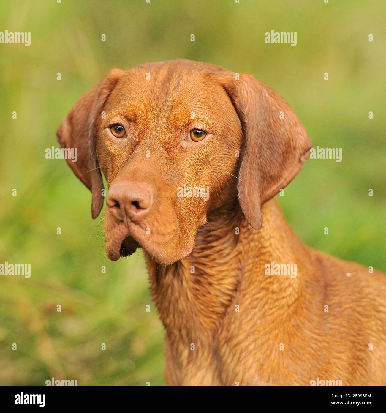 Hungarian Vizsla dog Stock Photo - Alamy