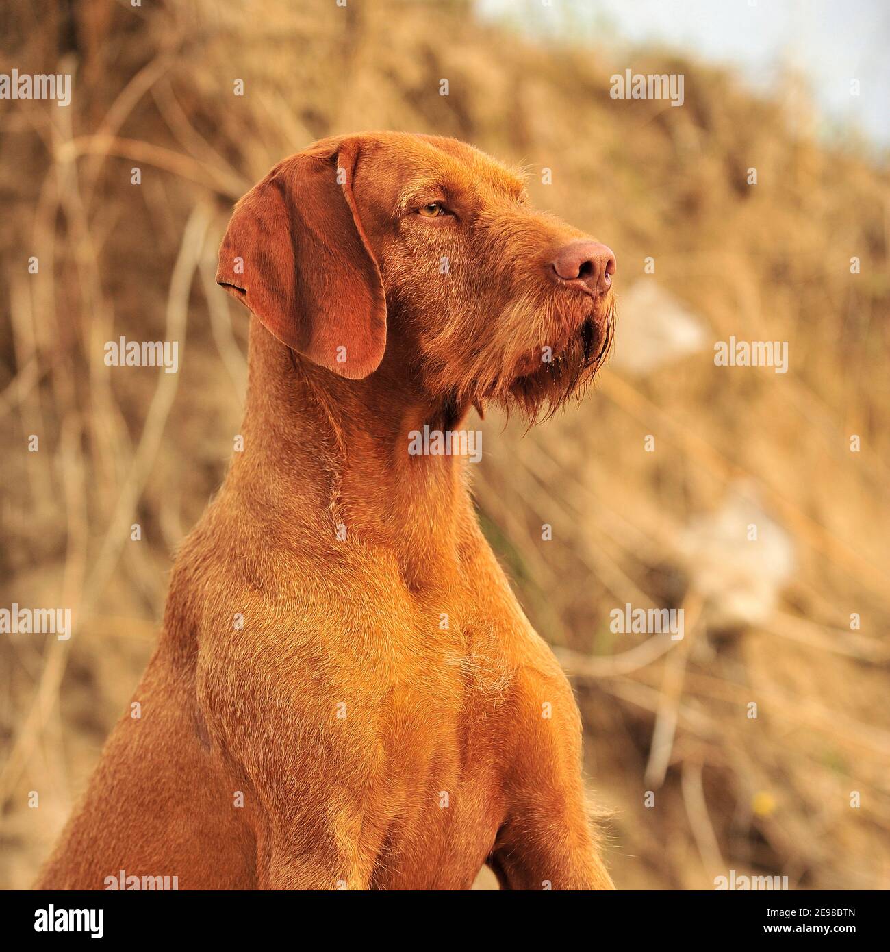 Hungarian Wirehaired Vizsla dog Stock Photo - Alamy