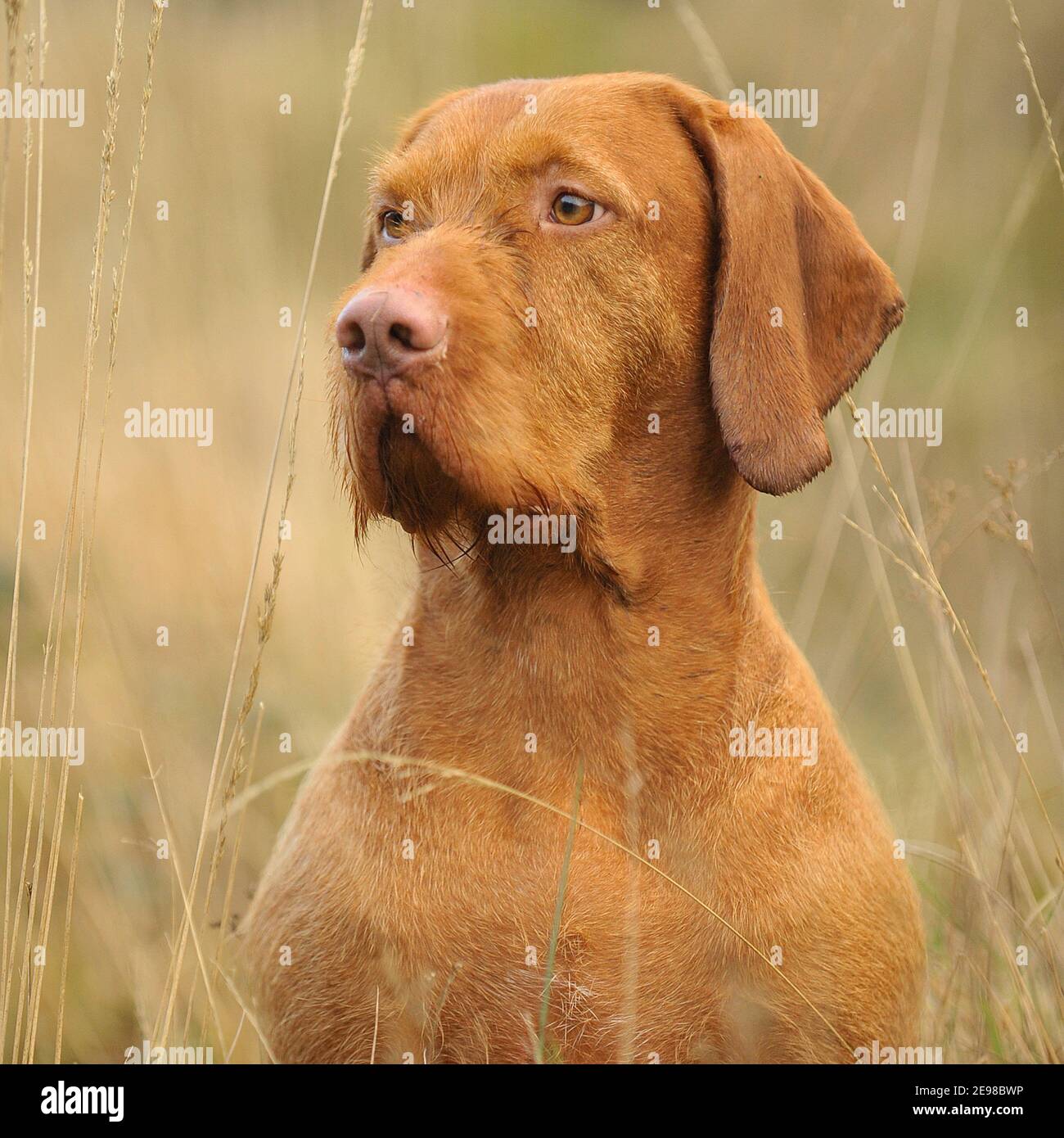 Hungarian Wirehaired Vizsla dog Stock Photo - Alamy