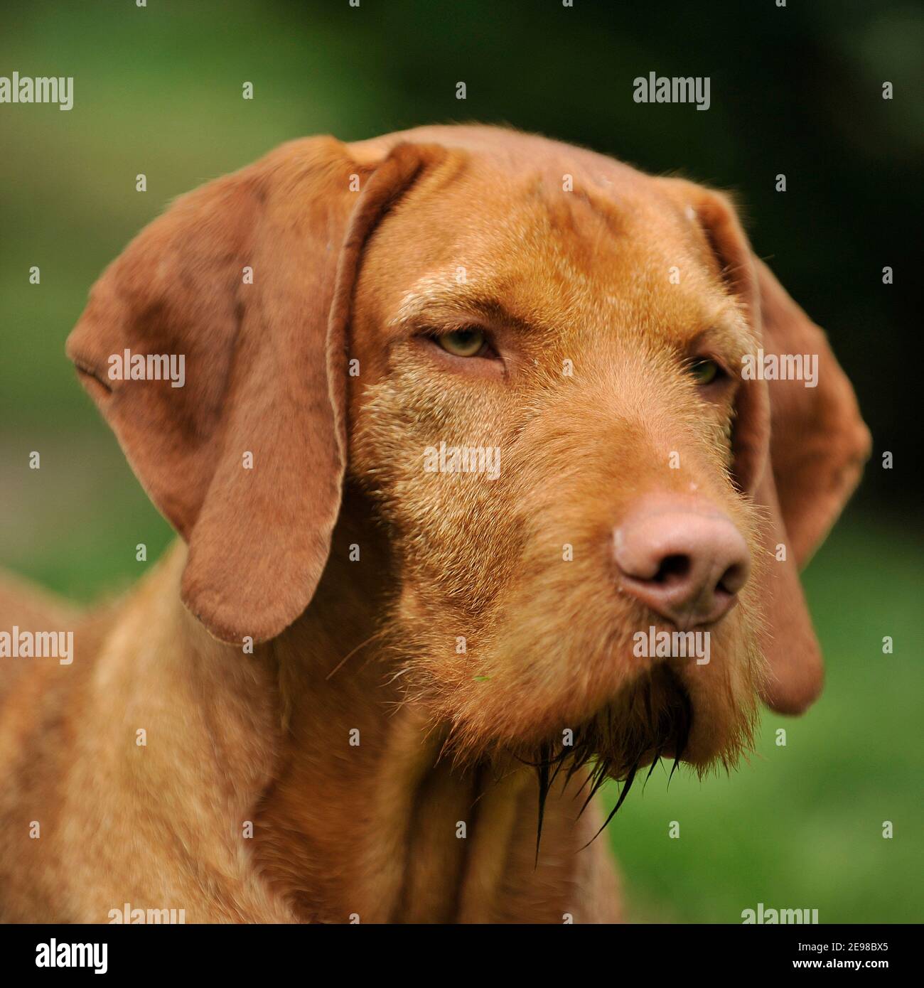 Hungarian vizsla hunting dog hi-res stock photography and images - Alamy