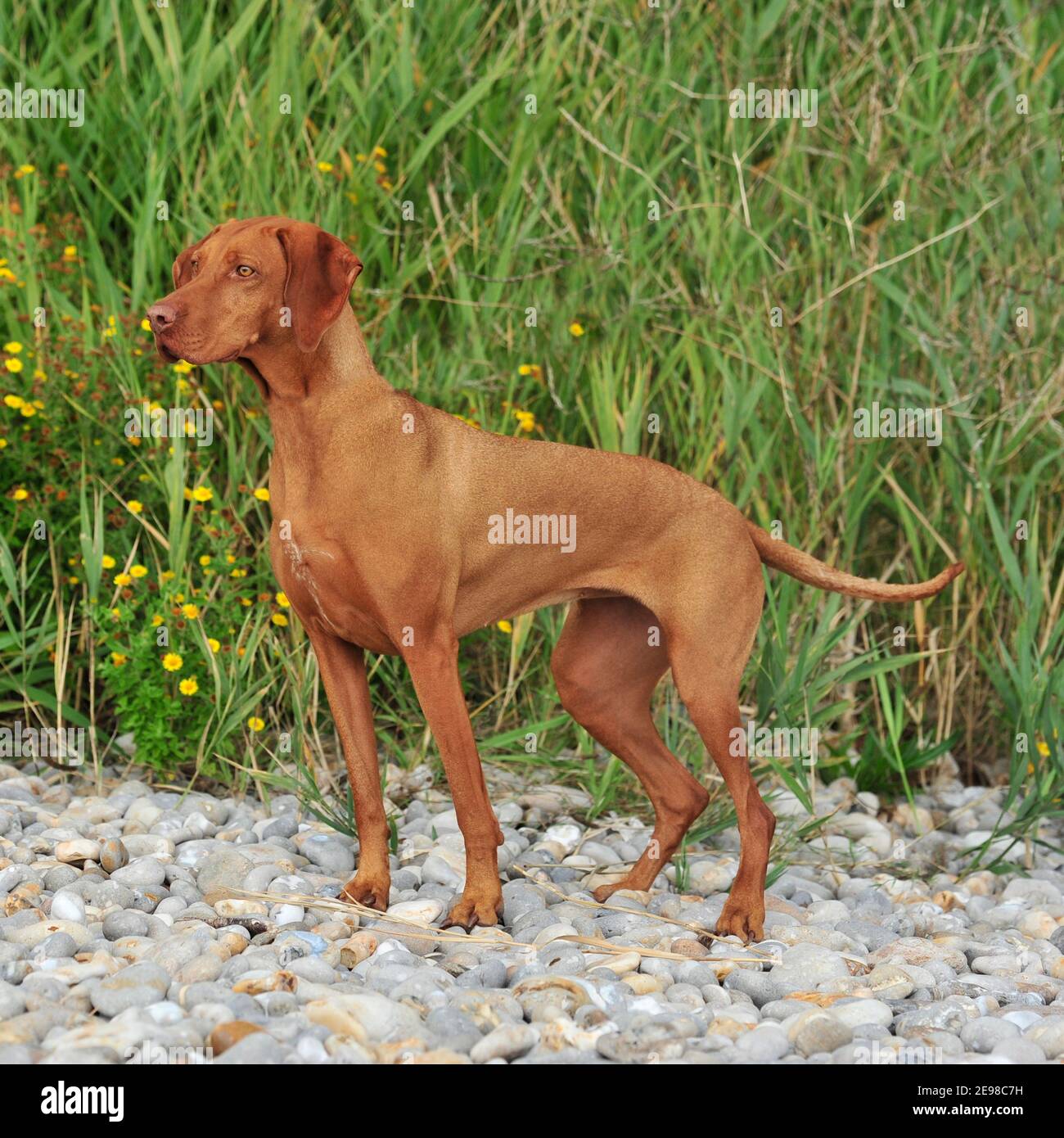 Hungarian Vizsla dog Stock Photo - Alamy