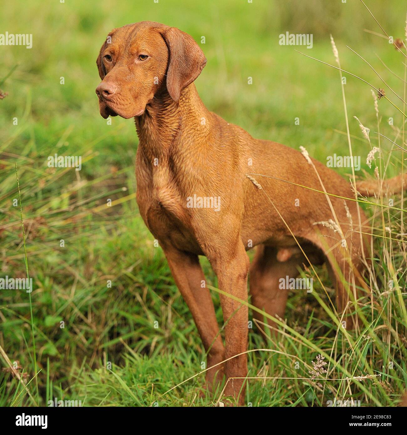 Hungarian Vizsla dog Stock Photo - Alamy