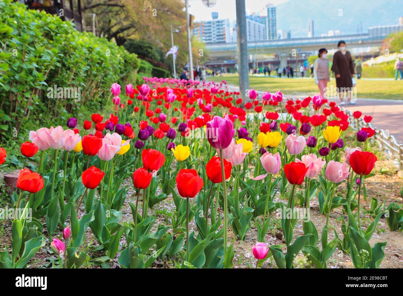 Spring of Oncheoncheon Citizens Park , Busan, South Korea, Asia Stock ...