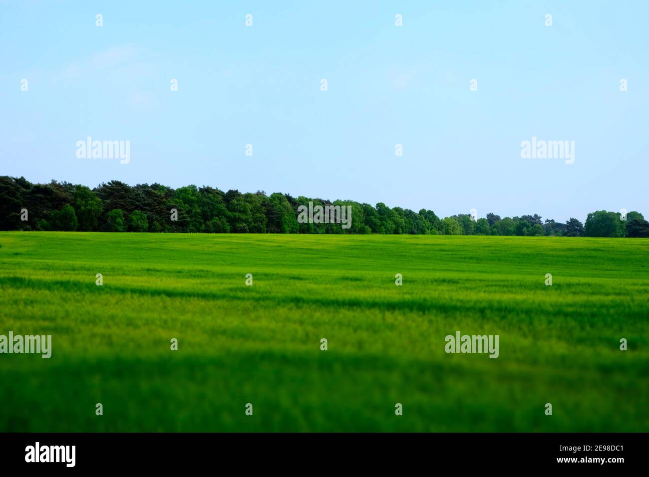 Rye crop grown for biogas production hi-res stock photography and ...