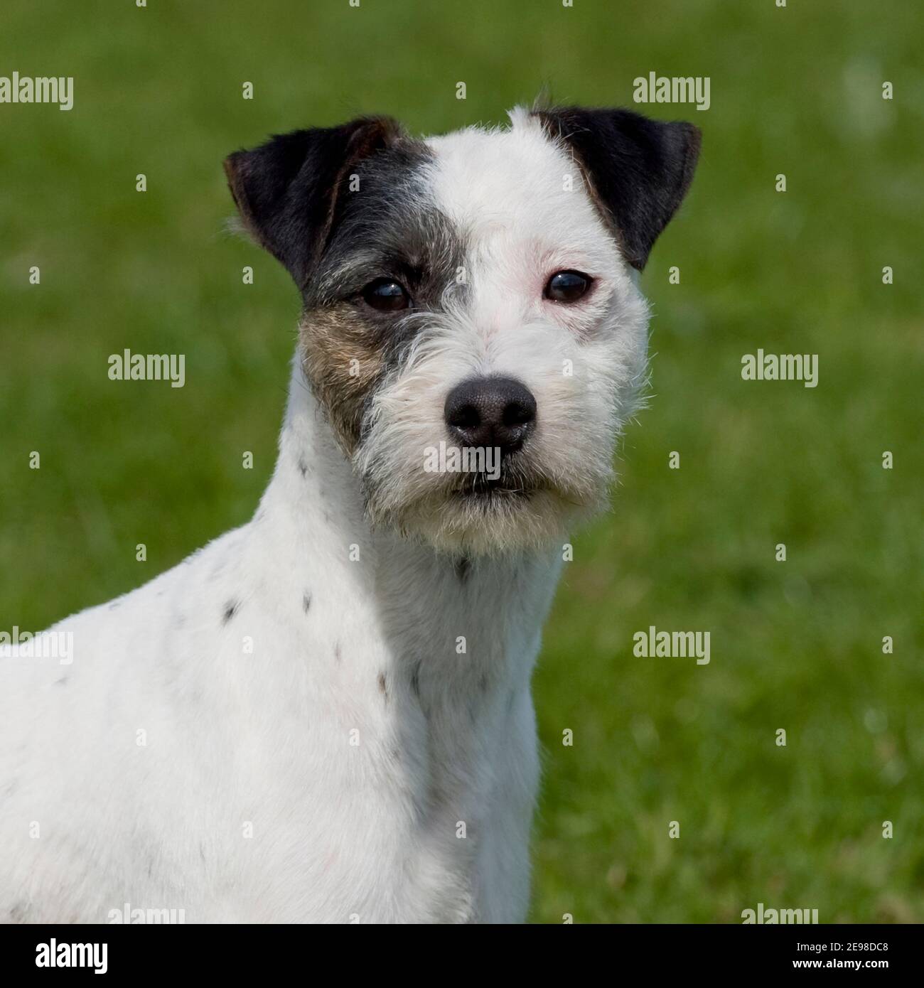 Jack Russell terrier dog Stock Photo - Alamy