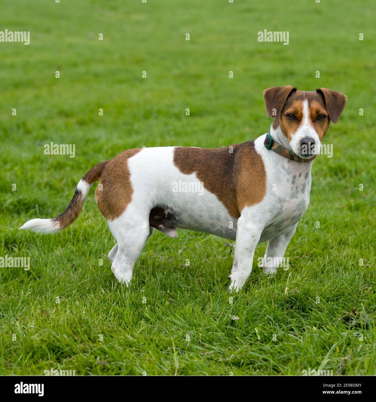 Russell terrier side profile collar hi-res stock photography and images ...